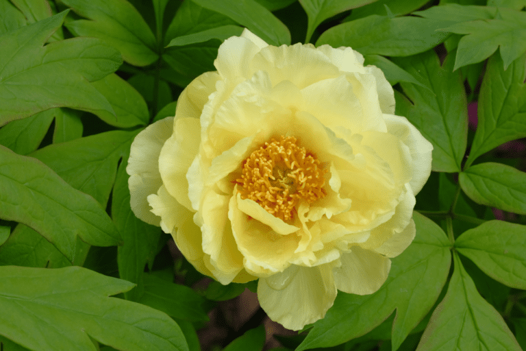 Piwonia (peonia) – jak uprawiać, sadzić, kiedy kwitnie? Wszystko o ...