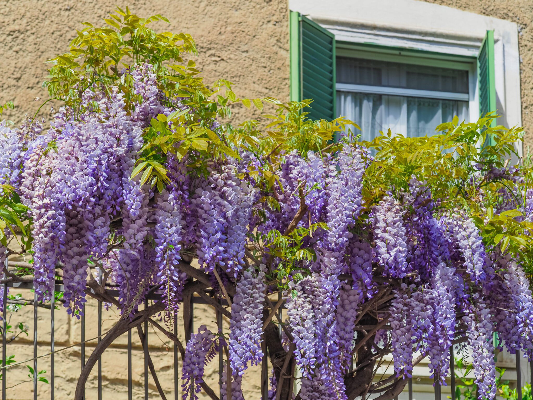 Uprawa i pielęgnacja wisterii (glicynia) – wszystko, co musisz wiedzieć ...