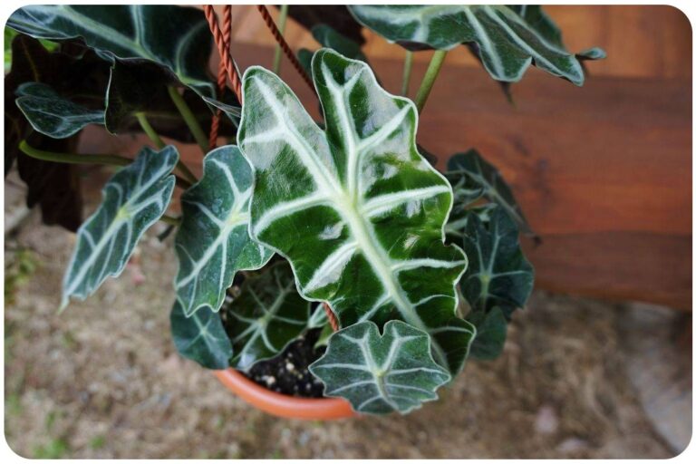 Uprawa alokazji (alocasia). Jak pielęgnować zakleśń? - Home