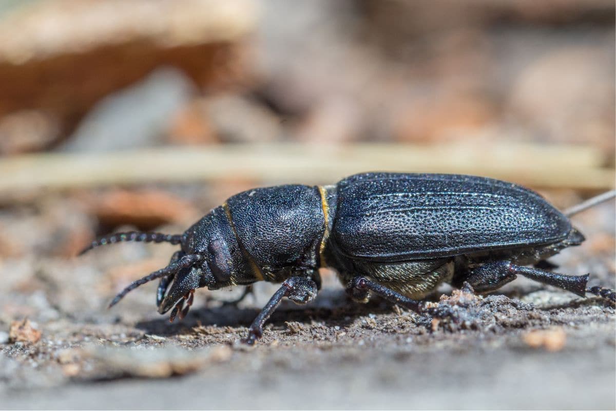 Kłopotek czarny w domu, czarne robaki – jak się ich pozbyć?
