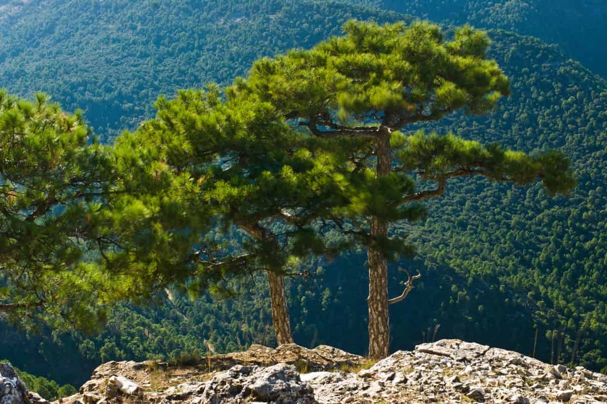 Sosna czarna – charakterystyka i porady pielęgnacyjne